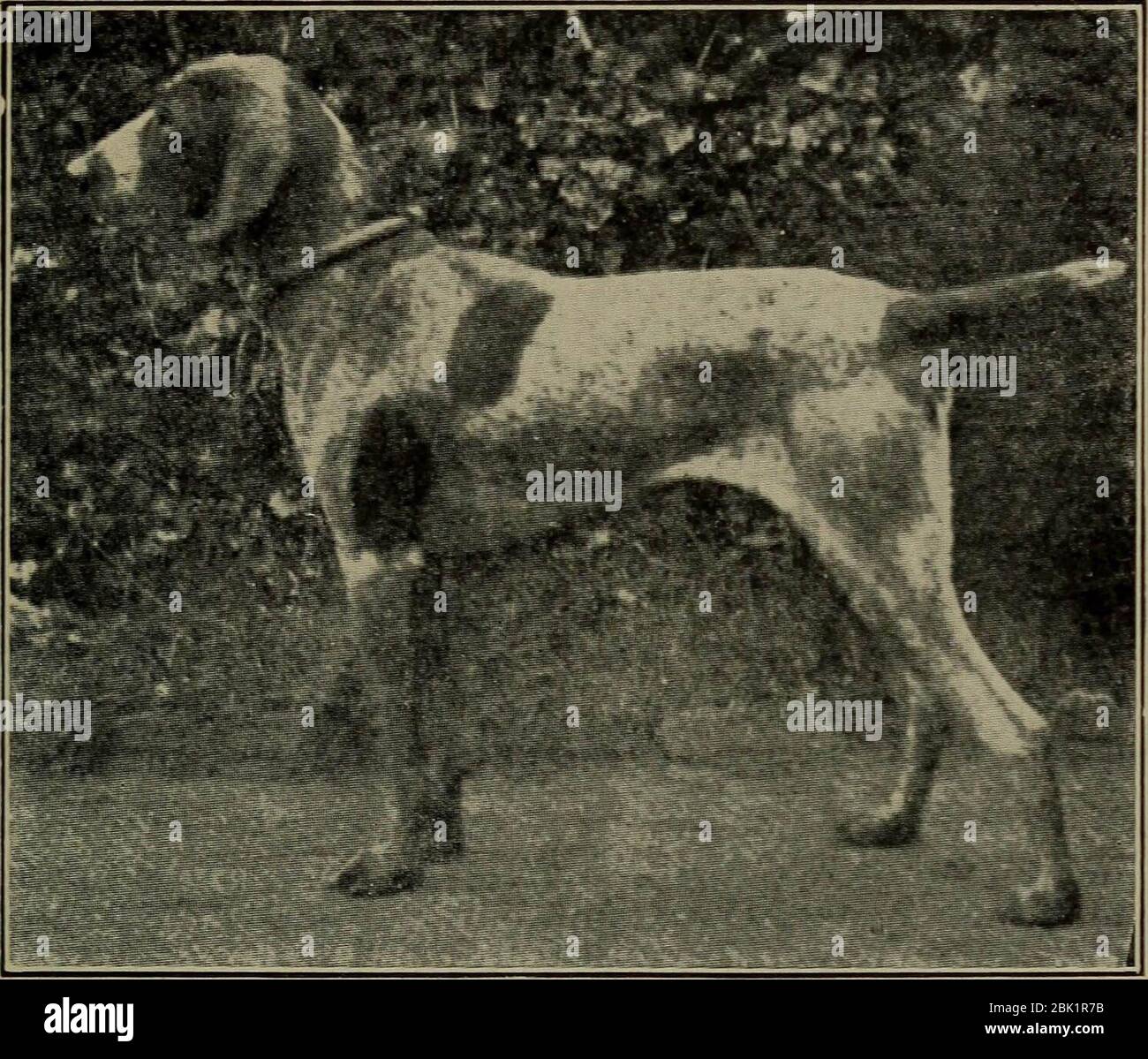 "Dogs of all nations. In prose and rhyme" (1903 Stock Photo - Alamy