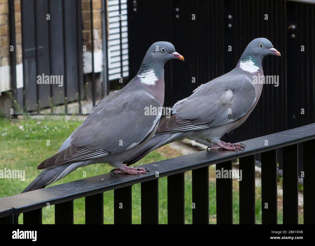 Two pigeons sitting on a fence Stock Photo - Alamy