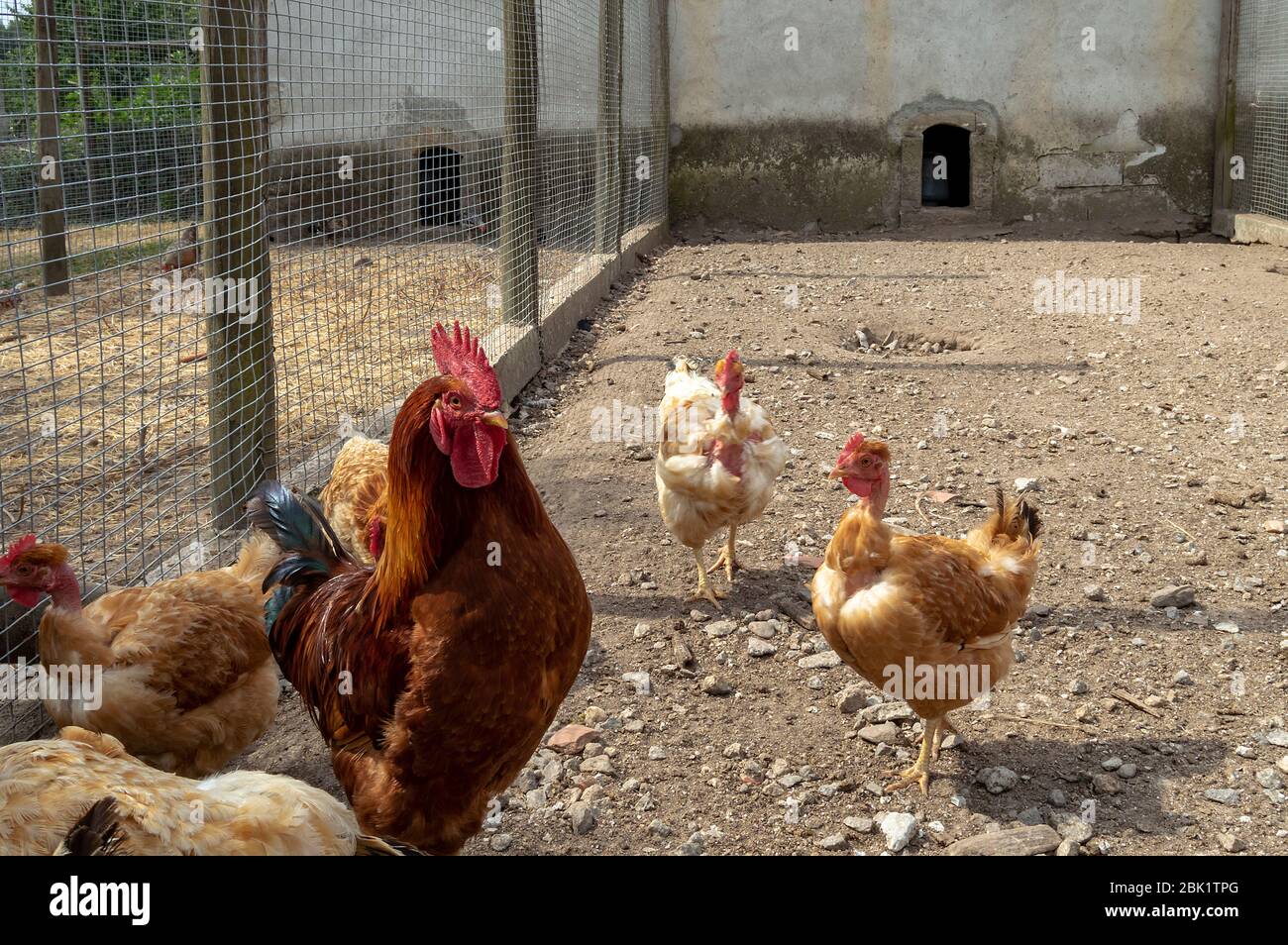 Ecological rooster hi-res stock photography and images - Alamy