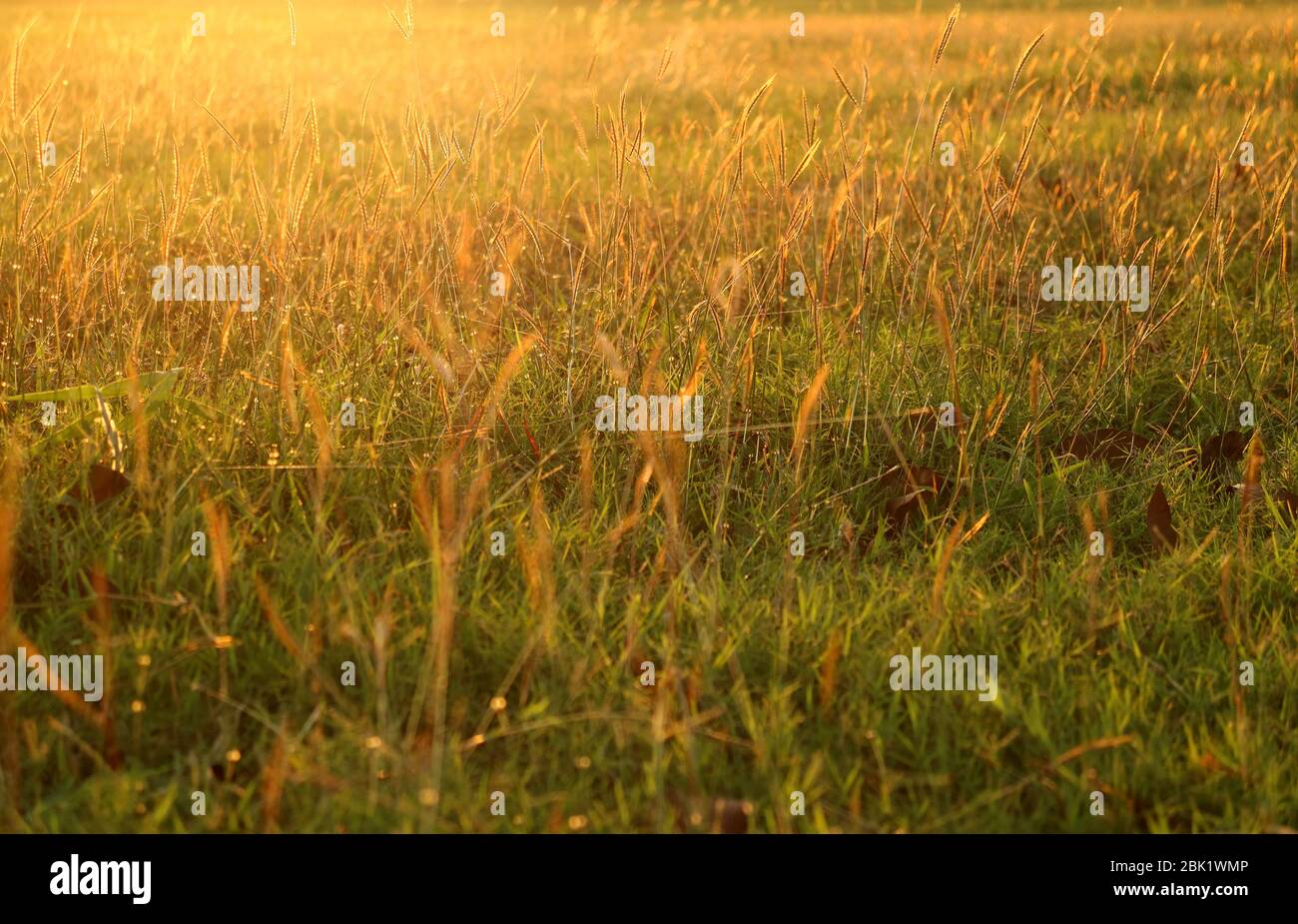 Golden Grass Field in the Sunlight for Background or Banner Stock Photo ...