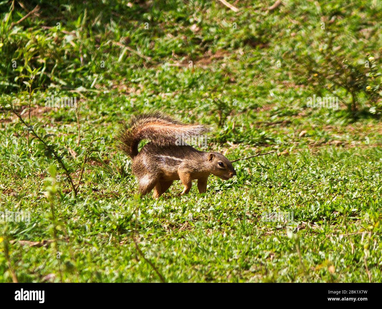 A Striped Ground Squirrel uses his bushy tail as a parasol to enable ...