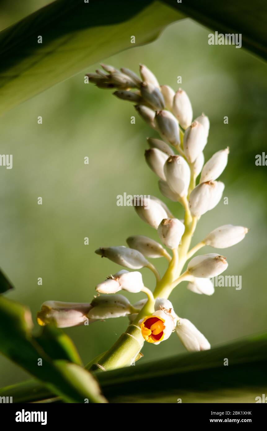 Alpinia is a genus of flowering plants in the ginger family ...