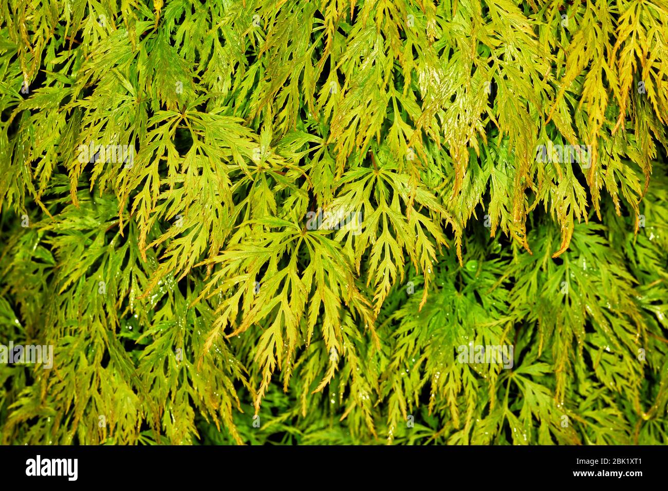 acer palmatum (japanese maple) light green leaves in radiant growth on ...