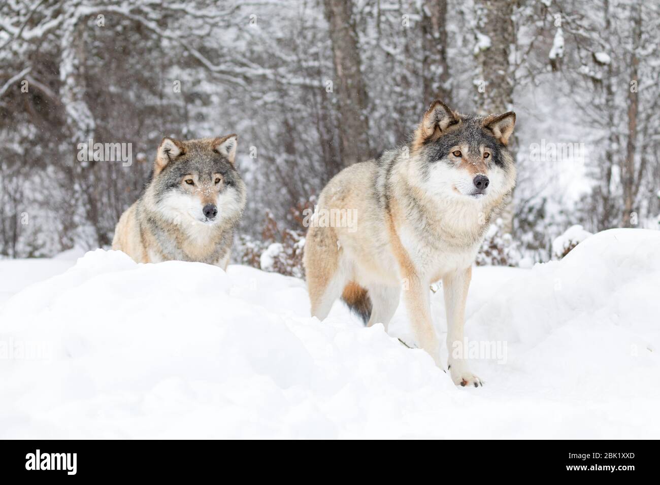 Pack of two hi-res stock photography and images - Alamy