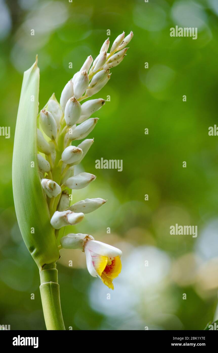Ginger parrot flower hi-res stock photography and images - Alamy