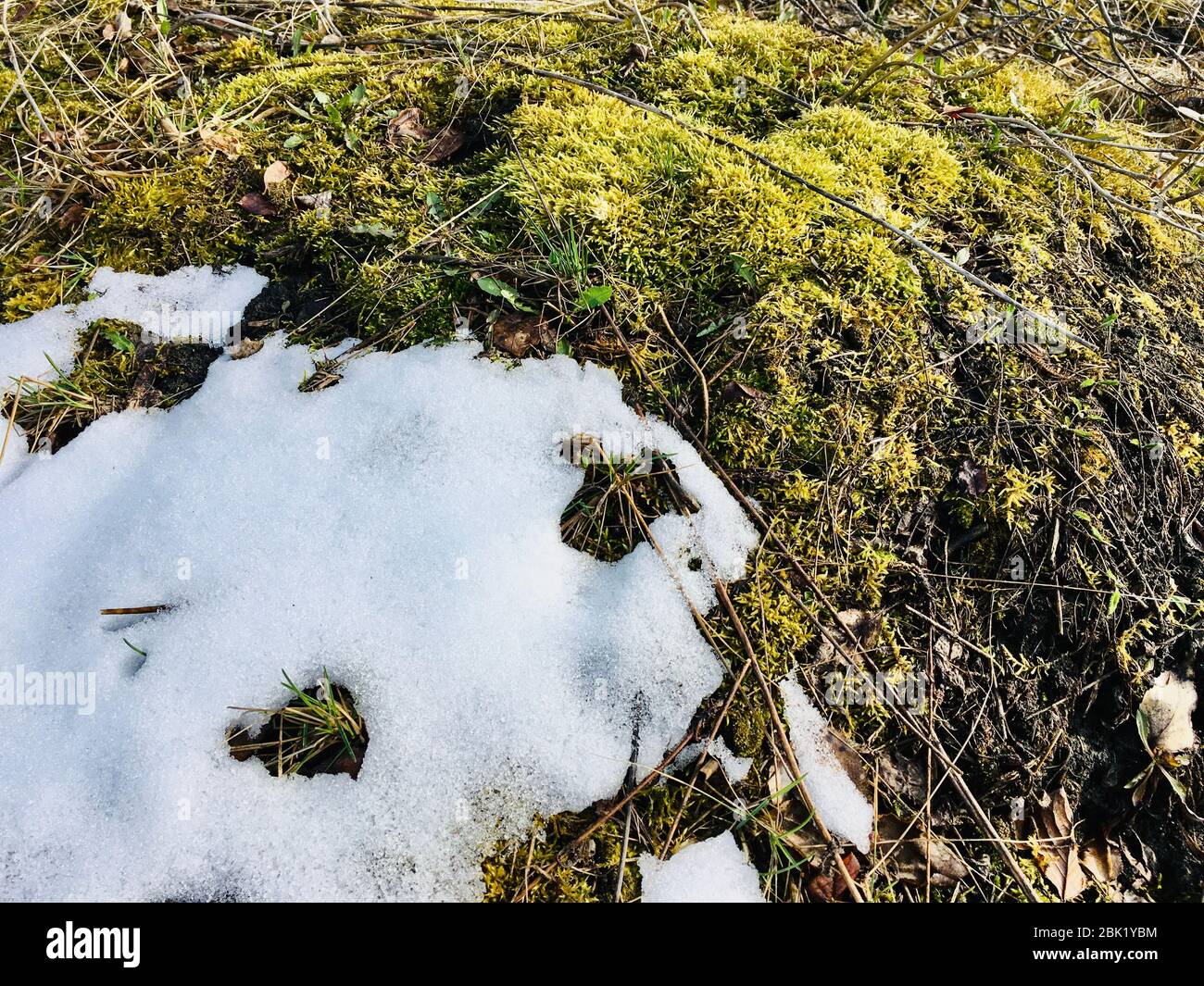 green moss growing through snow on forest ground in winter with , top ...