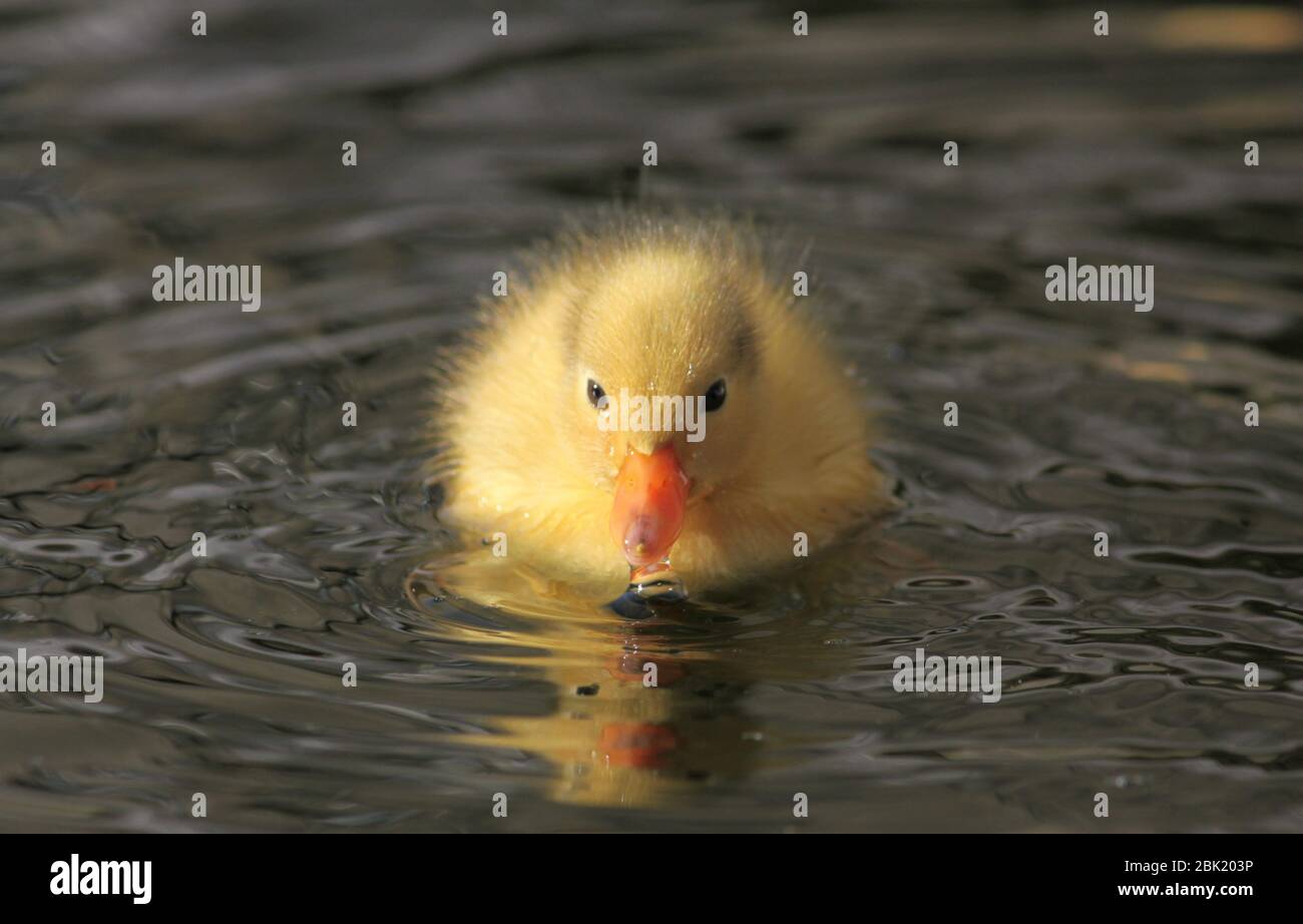 cute yellow white baby duck in water with water circles around it ...