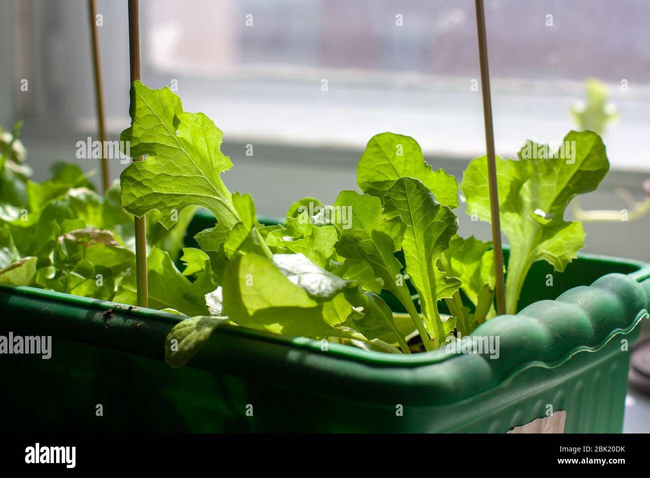 A box for seedlings with growing lettuce on a window sill by the window ...