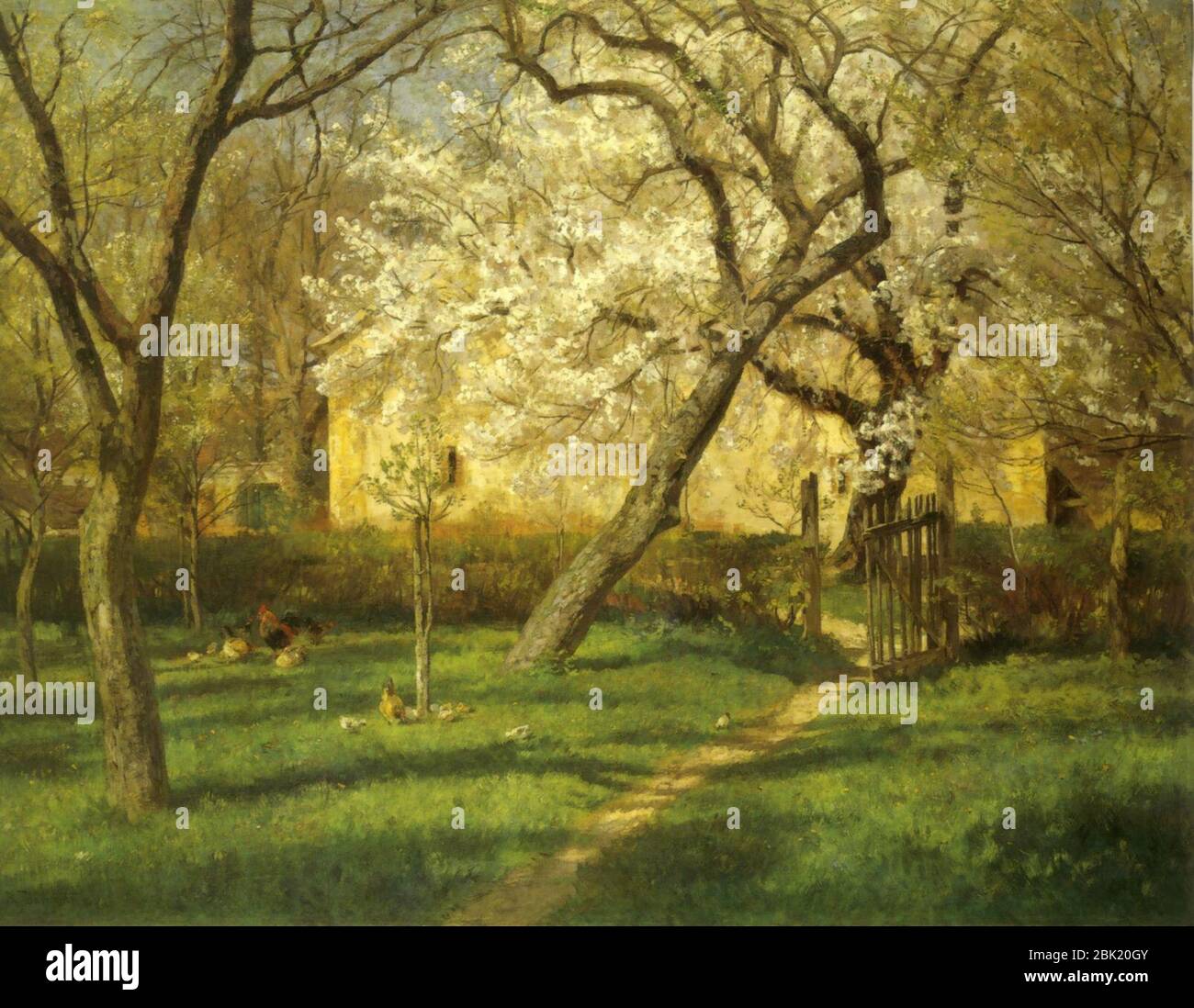 Hugo Darnaut In voller Blüte Stock Photo - Alamy