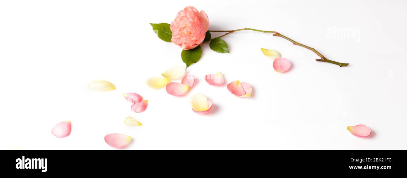 Pink rose and fallen petals on a white background Stock Photo - Alamy