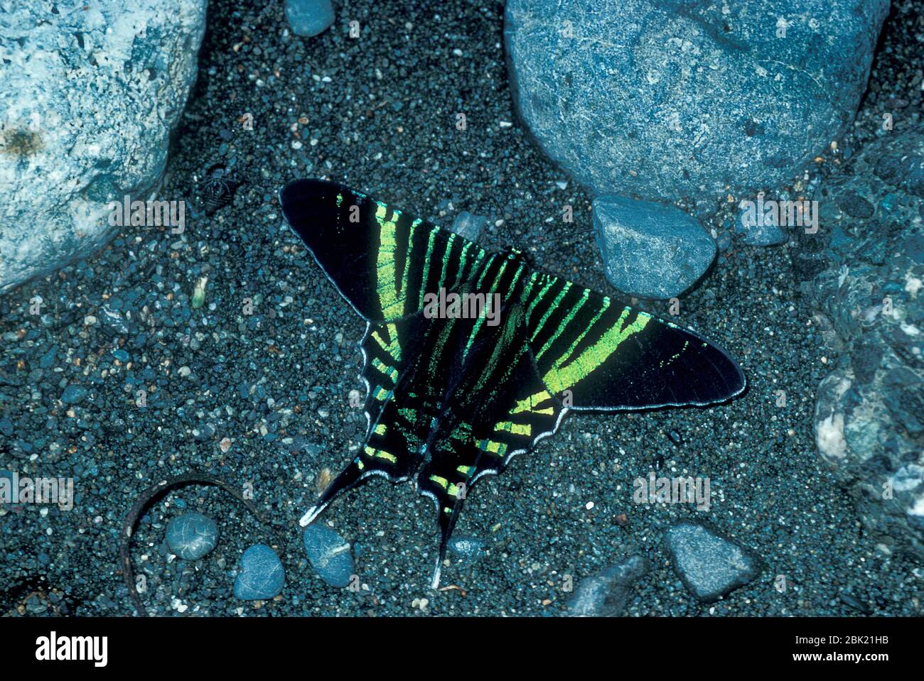 Urania swallowtail moth urania fulgens on the ground hi-res stock ...