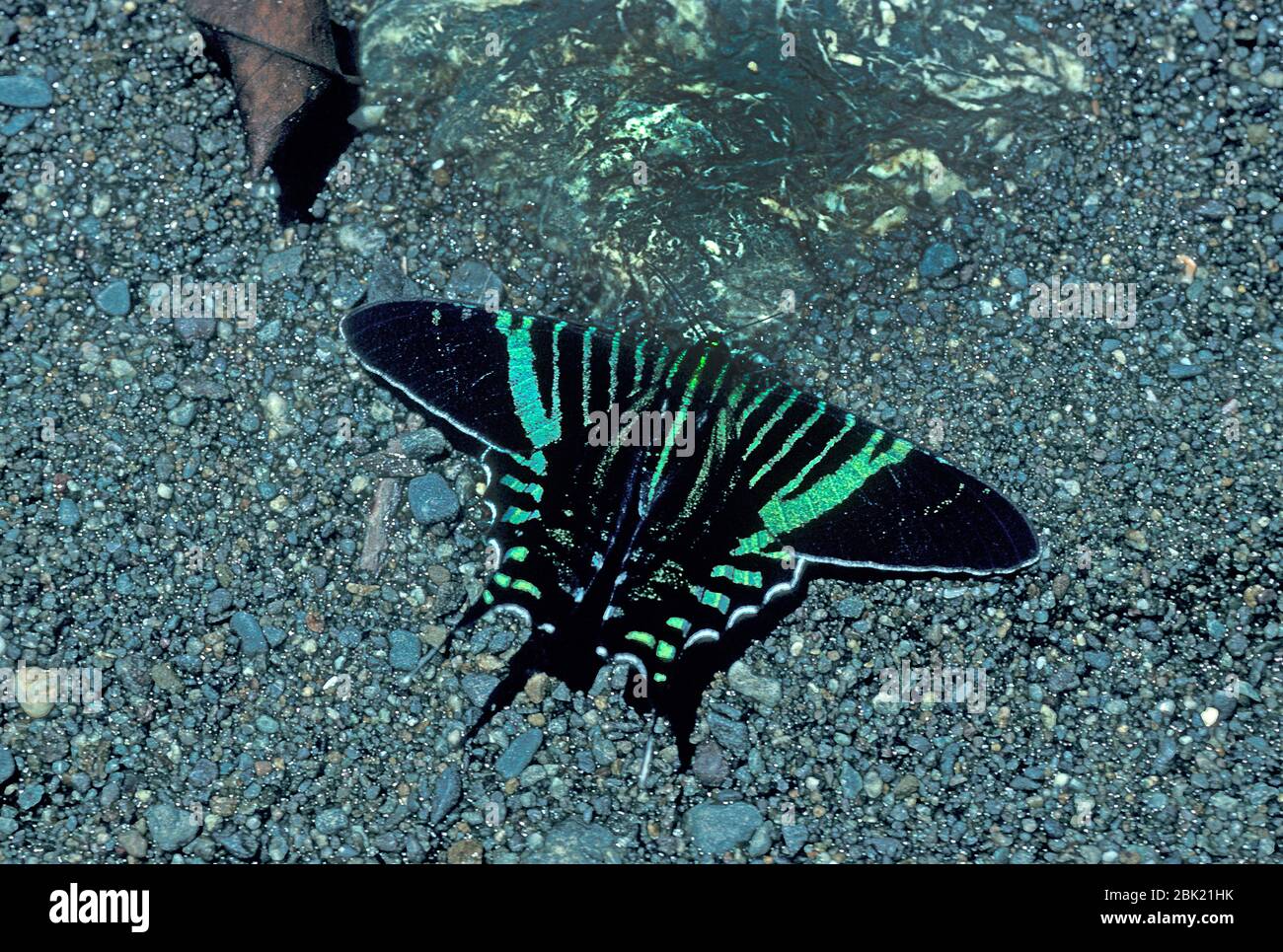 Urania Swallowtail Moth or Green Page Moth, Urania fulgens, on ground ...