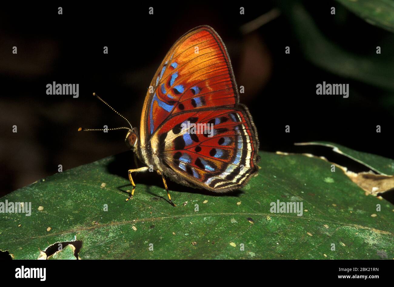 Laxita Orphna Butterfly, Tabin, Sabah, Borneo, also known as Malay Red ...