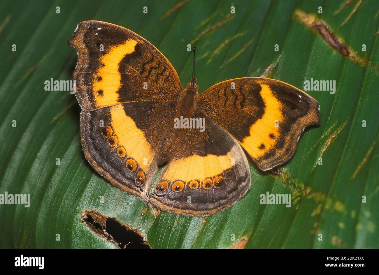Africa rainforest butterfly hi-res stock photography and images - Alamy