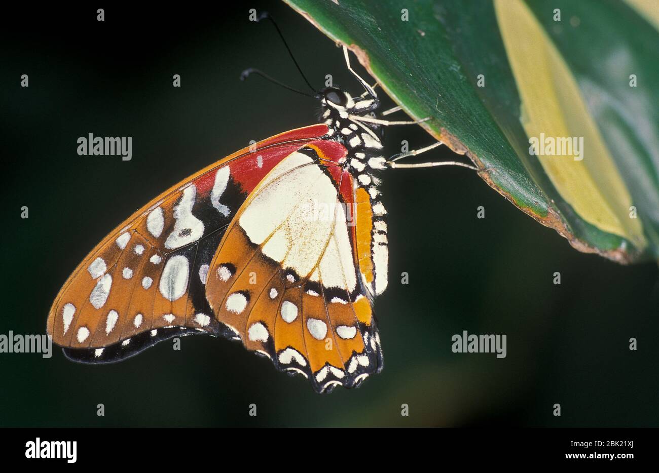 Angola White Lady Butterfly, Graphium angolanus, Africa, family ...