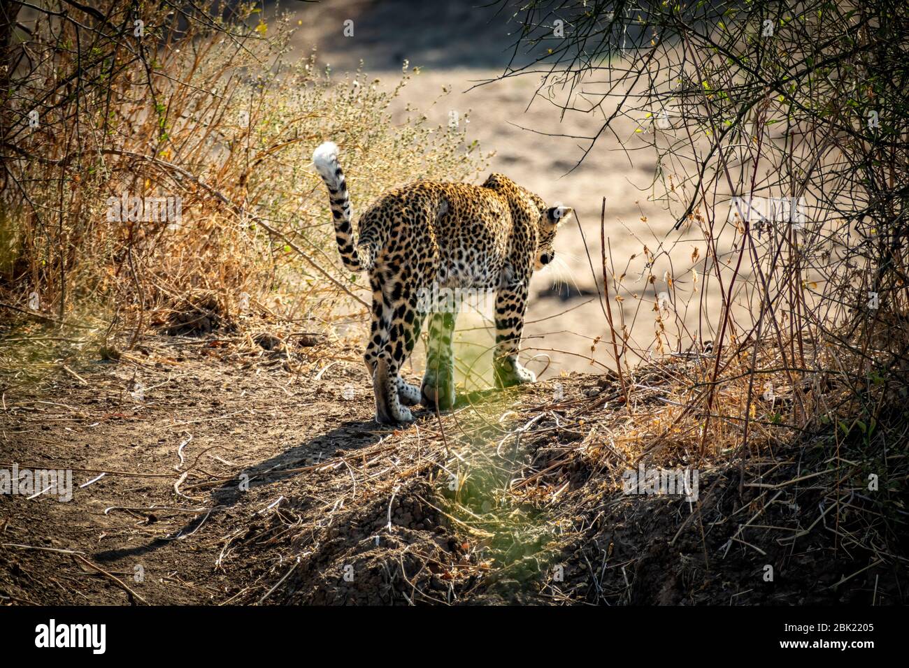 Skinny wild leopard entering the dry river bank Stock Photo - Alamy