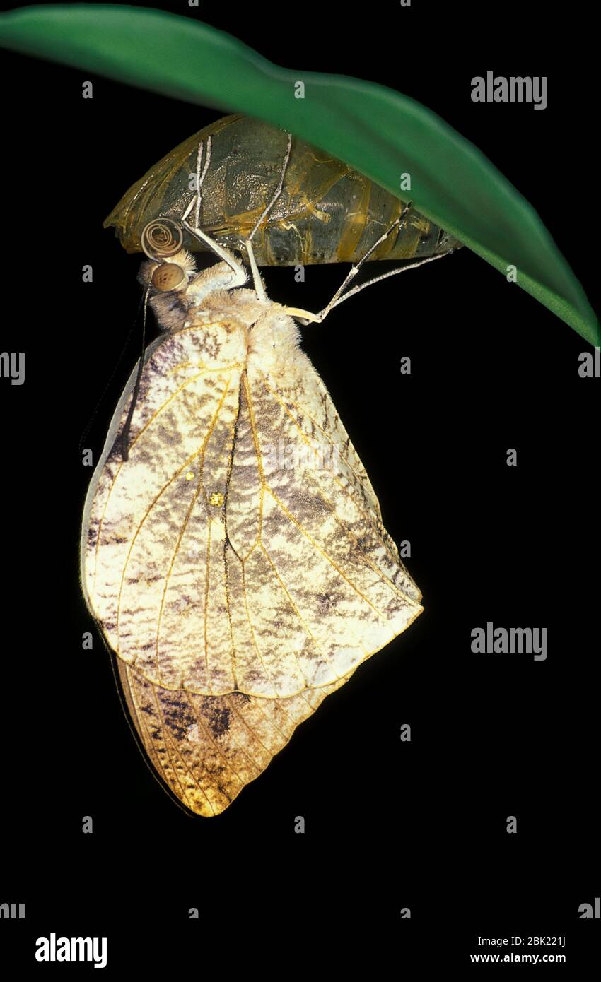 Pupa wings butterfly hi-res stock photography and images - Alamy