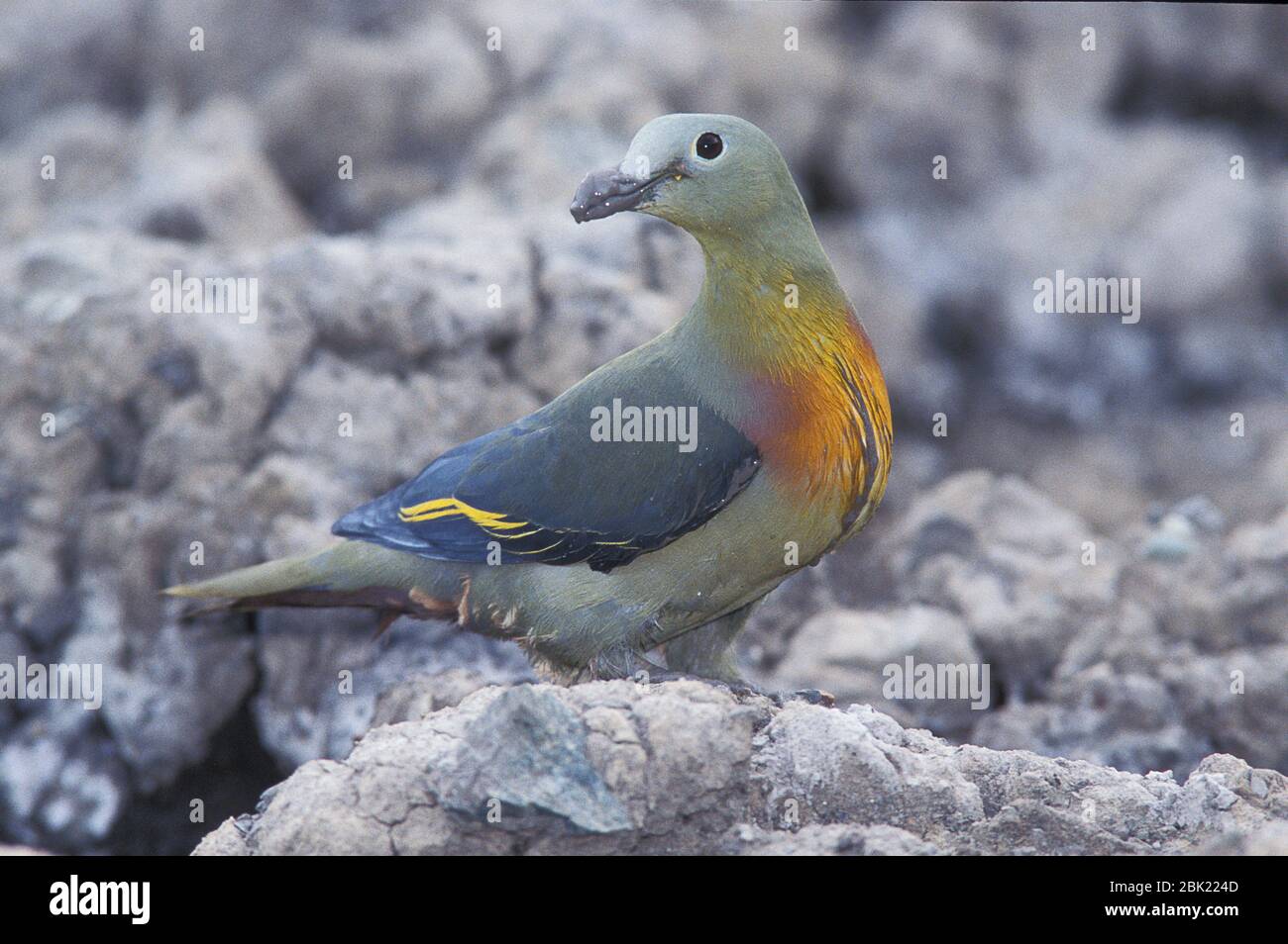 Large Green Pigeon