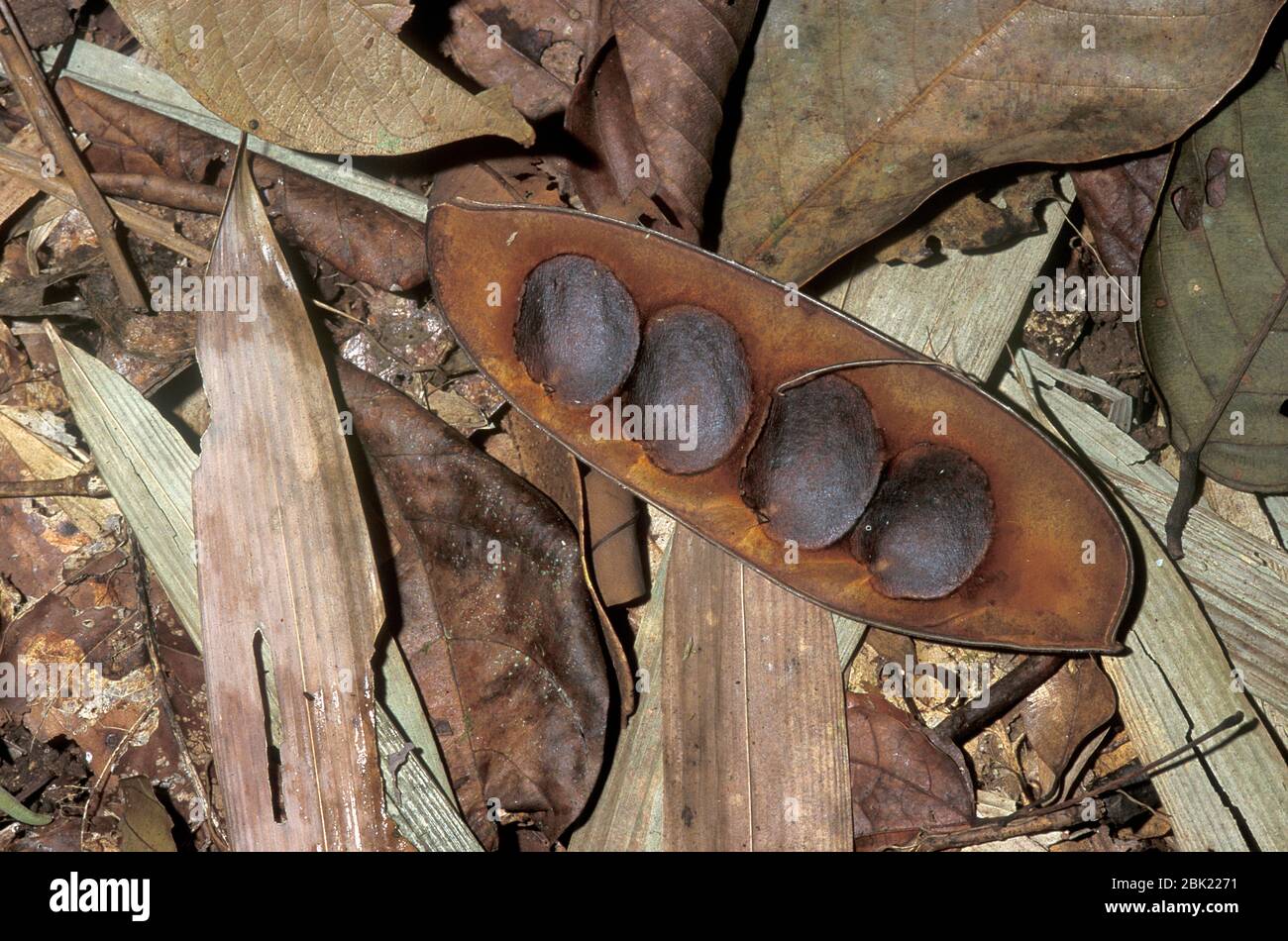 Seed Pod on Rainforest floor, Mt Kinabalau, Sabah, Borneo, showing seed ...
