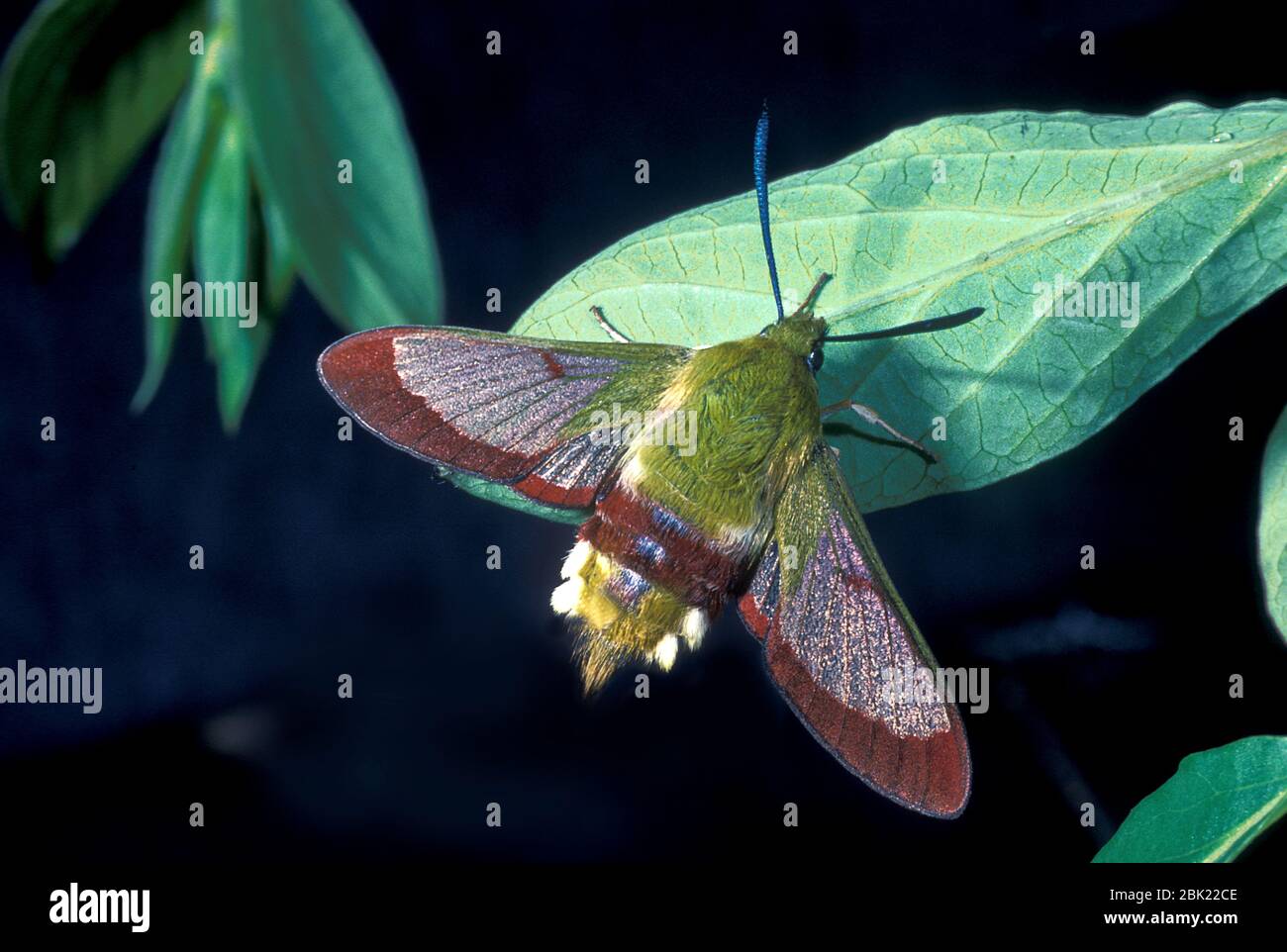 Bee hawk moth hi-res stock photography and images - Alamy