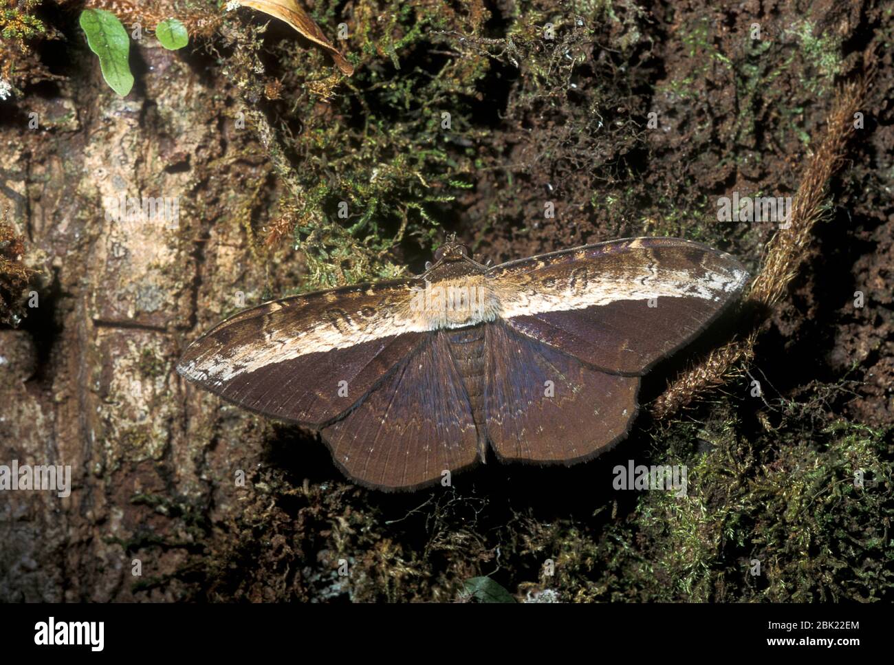 Rainforest moth hi-res stock photography and images - Alamy