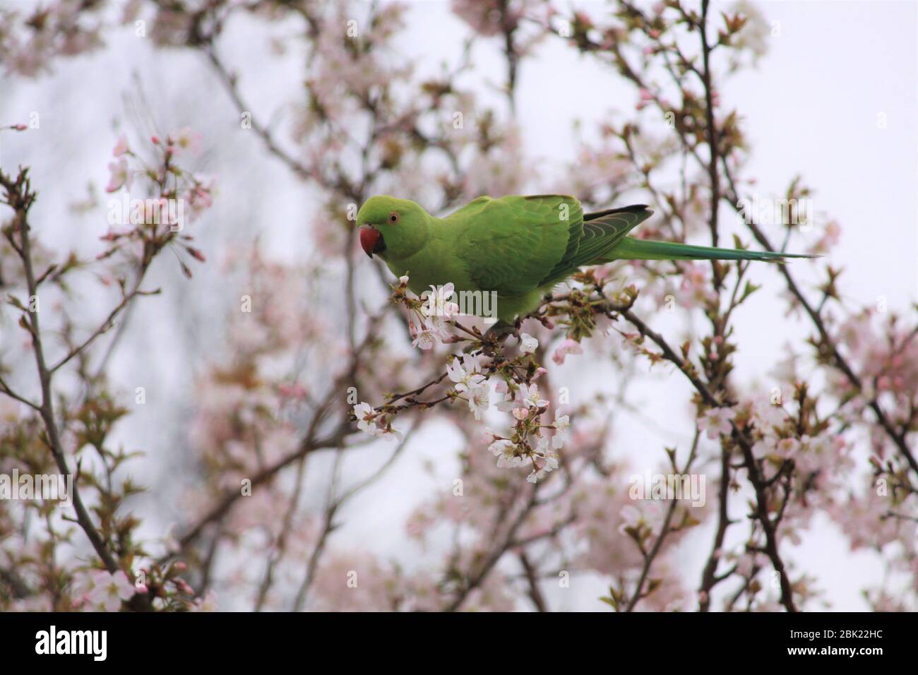 Green parakeet hi-res stock photography and images - Alamy