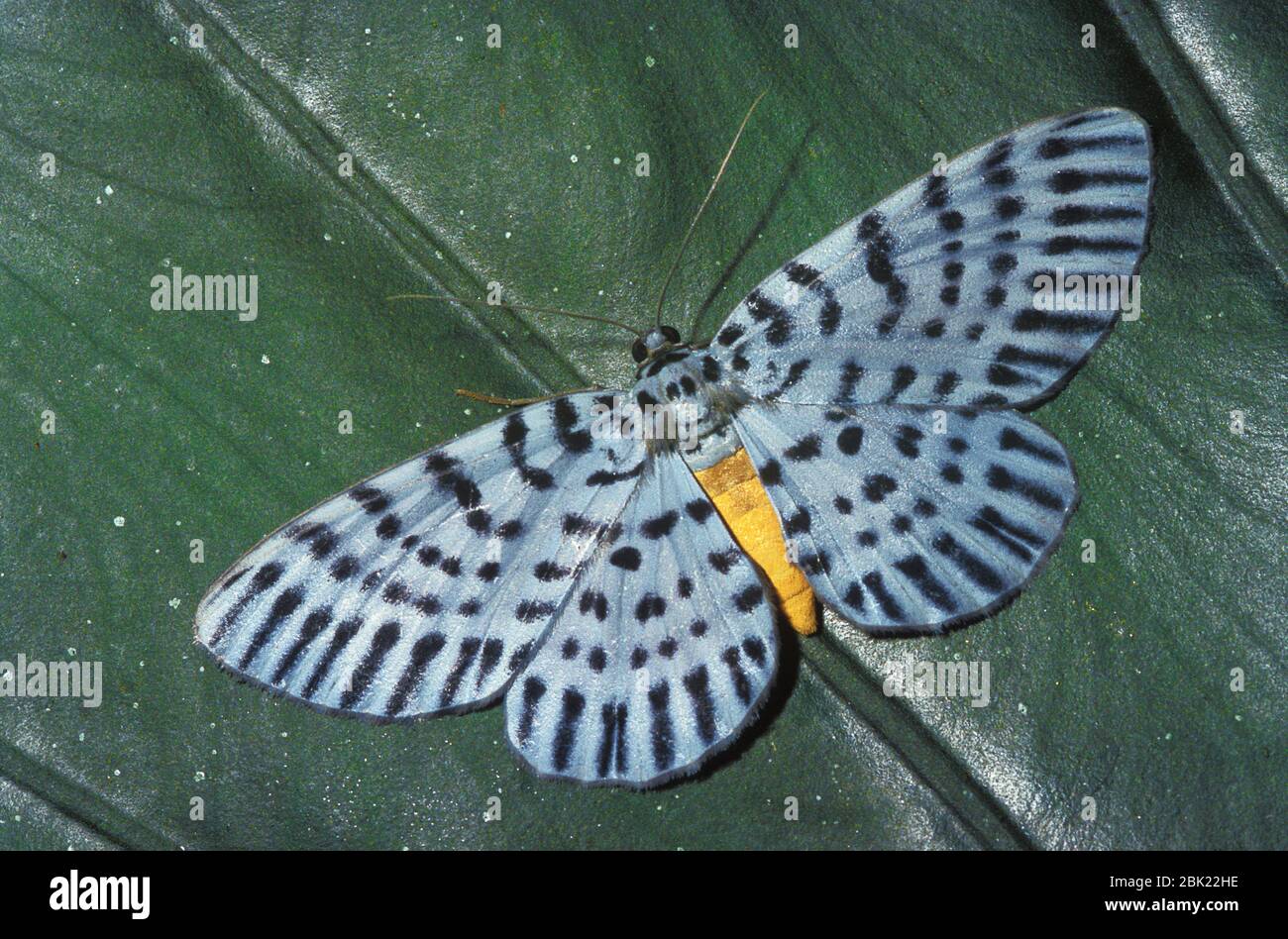 Bracca maculosa Moth, Mt Kinabalau, Sabah, Borneo, on leaf in ...