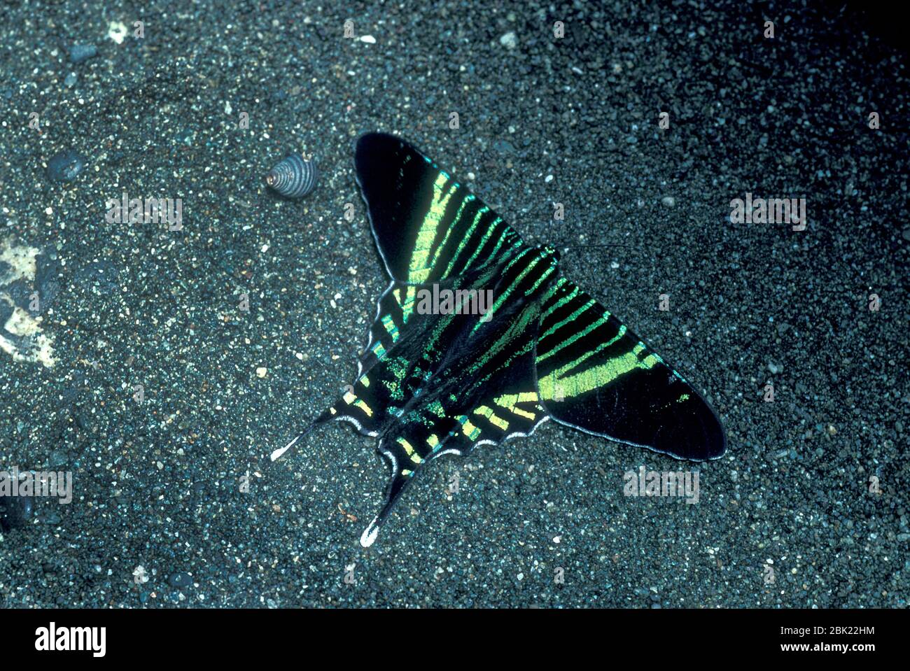 Urania Swallowtail Moth or Green Page Moth, Urania fulgens, on ground ...