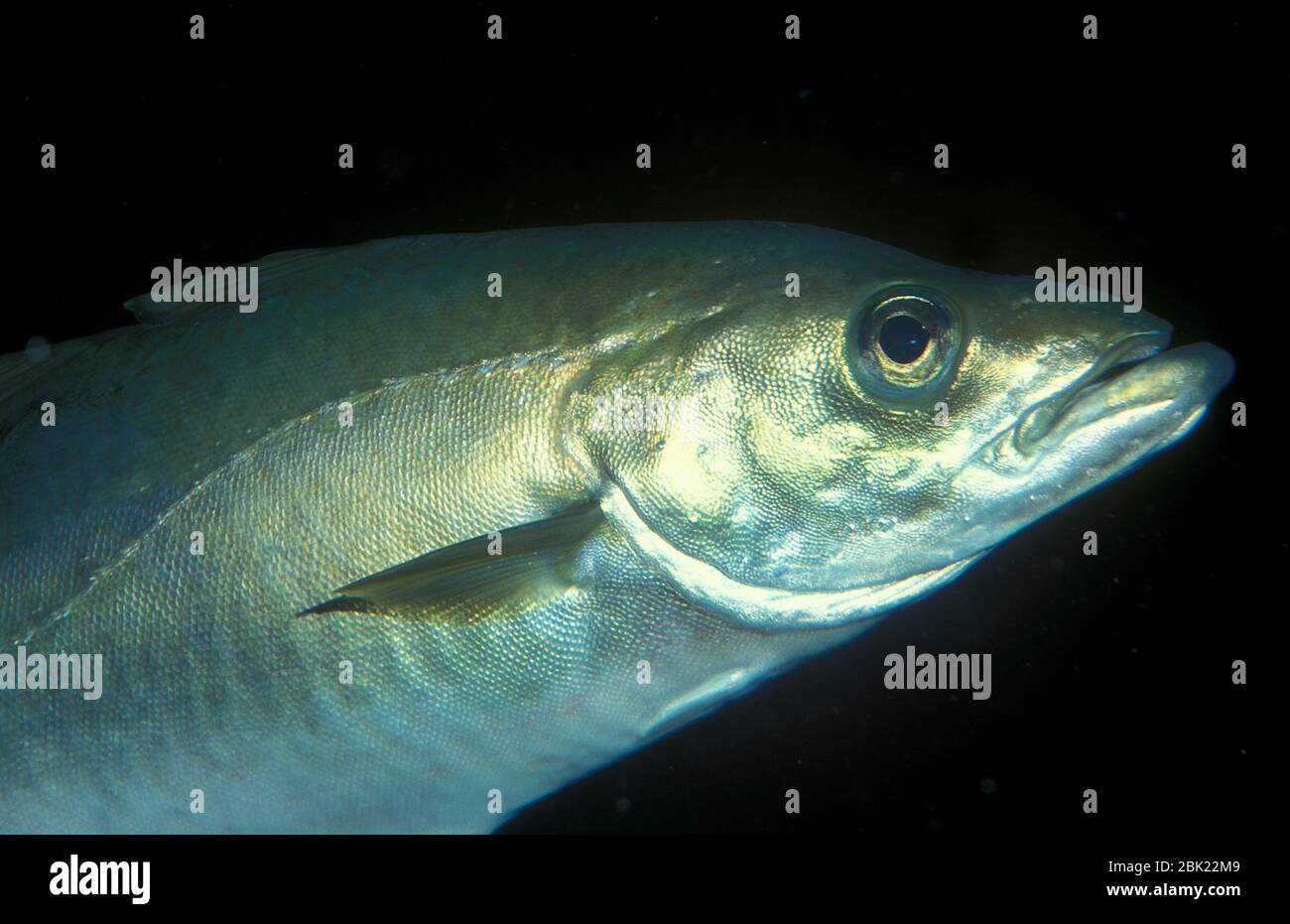 Pollack Fish, Pollachius pollachius, close up showing mouth and eyes ...