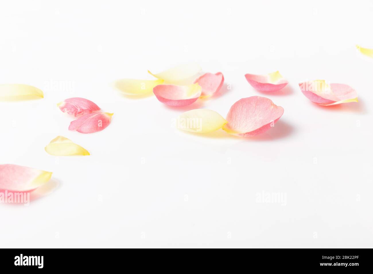Pink and yellow fallen petals rose on a white background Stock Photo ...