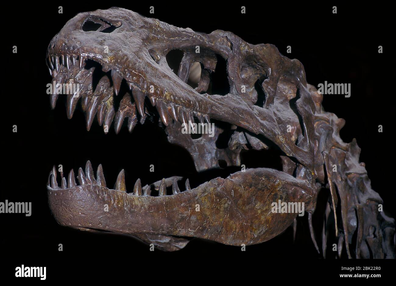 Tyrannosaurid theropod hi-res stock photography and images - Alamy