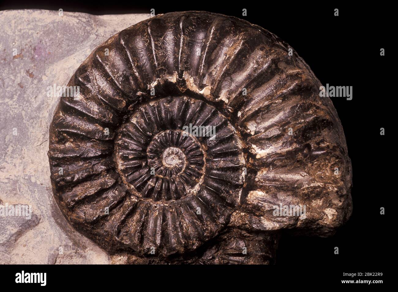 Ammonite, Jurassic Period, Ammonoids Stock Photo - Alamy
