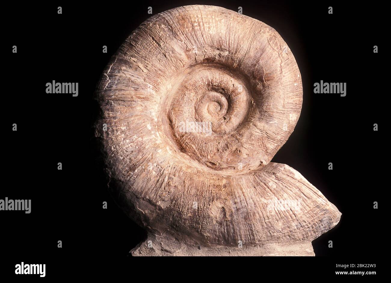 Ammonite, Jurassic Period, Lytoceras Ammonoids Stock Photo - Alamy