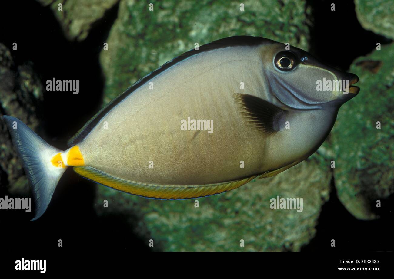 Orange Spine Surgeonfish, Naso lituratus, barcheek unicornfish, naso ...