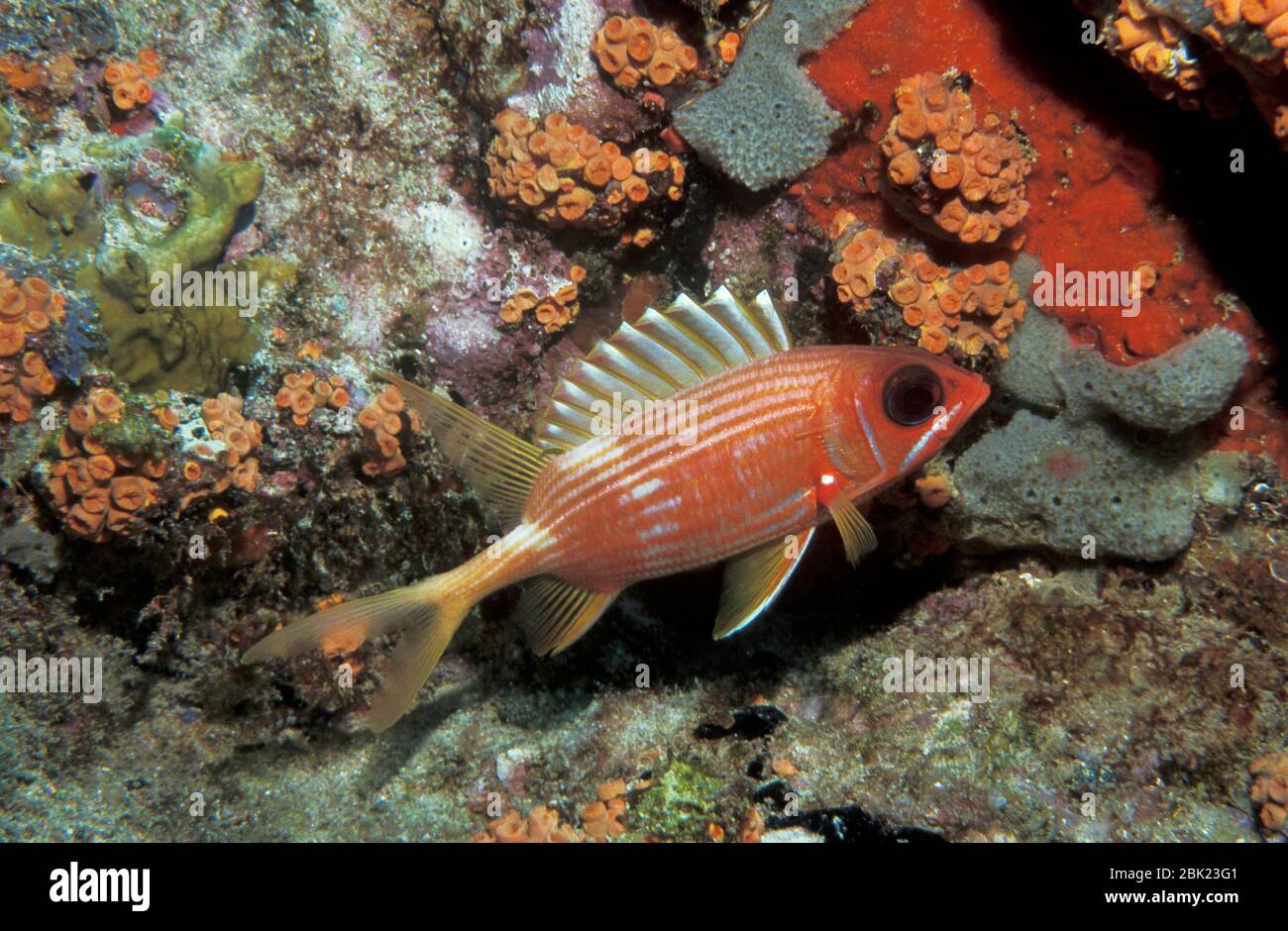 Longspine Squirrelfish, Holocentrus rufus, Los Roques, Venezuela Stock ...