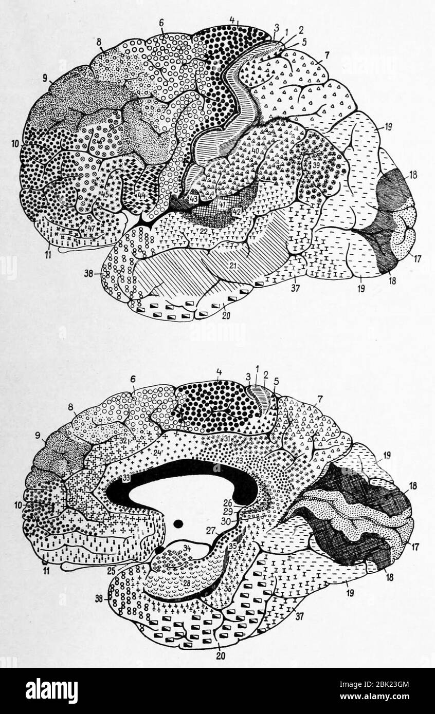 Brodmann areas hi-res stock photography and images - Alamy
