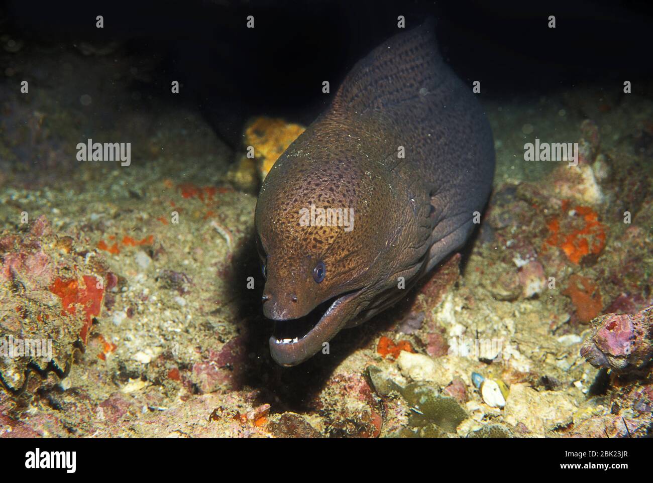 Giant Moray Eel, Gymnothorax javanicus, Phi Phi Islands, Thailand Stock ...