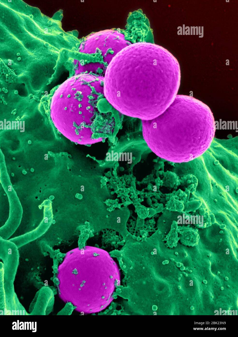 Ingesting hi-res stock photography and images - Alamy