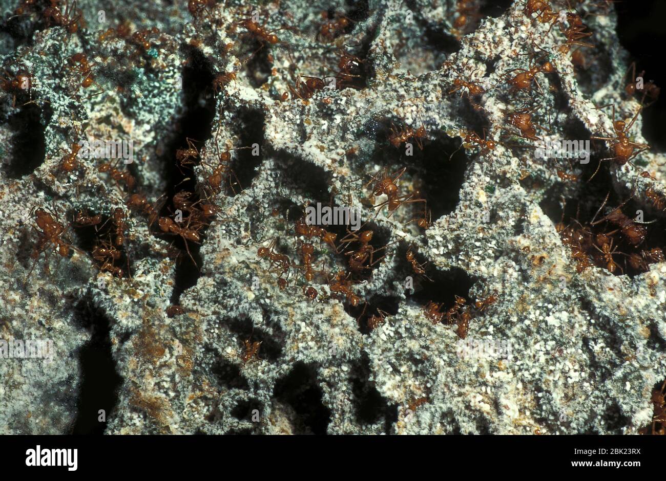 Leaf Cutter Ant, Atta cephalotes, inside nest showing cultivation of ...