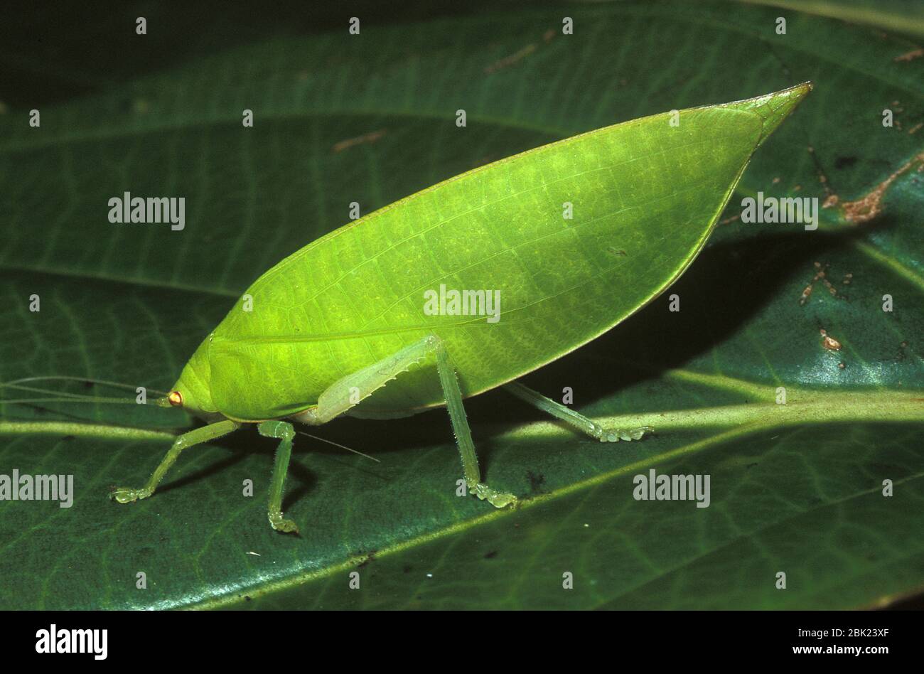 False Leaf Katydid, Morsimus, Sabah, Borneo, on leaf in rainforest at ...