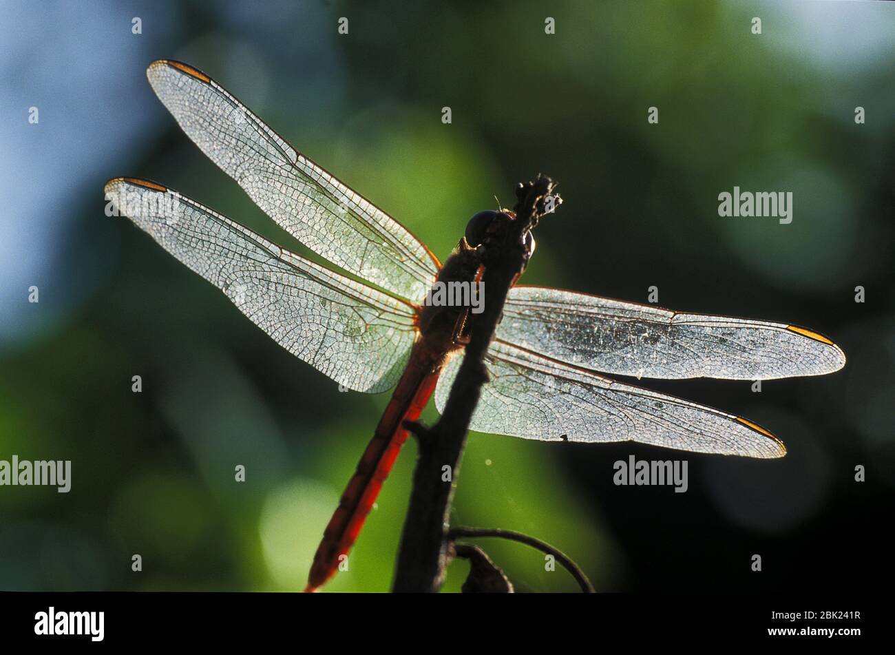 Neon Skimmer, Libellula croceipennis, Margarita, Venezuela, Backlight ...