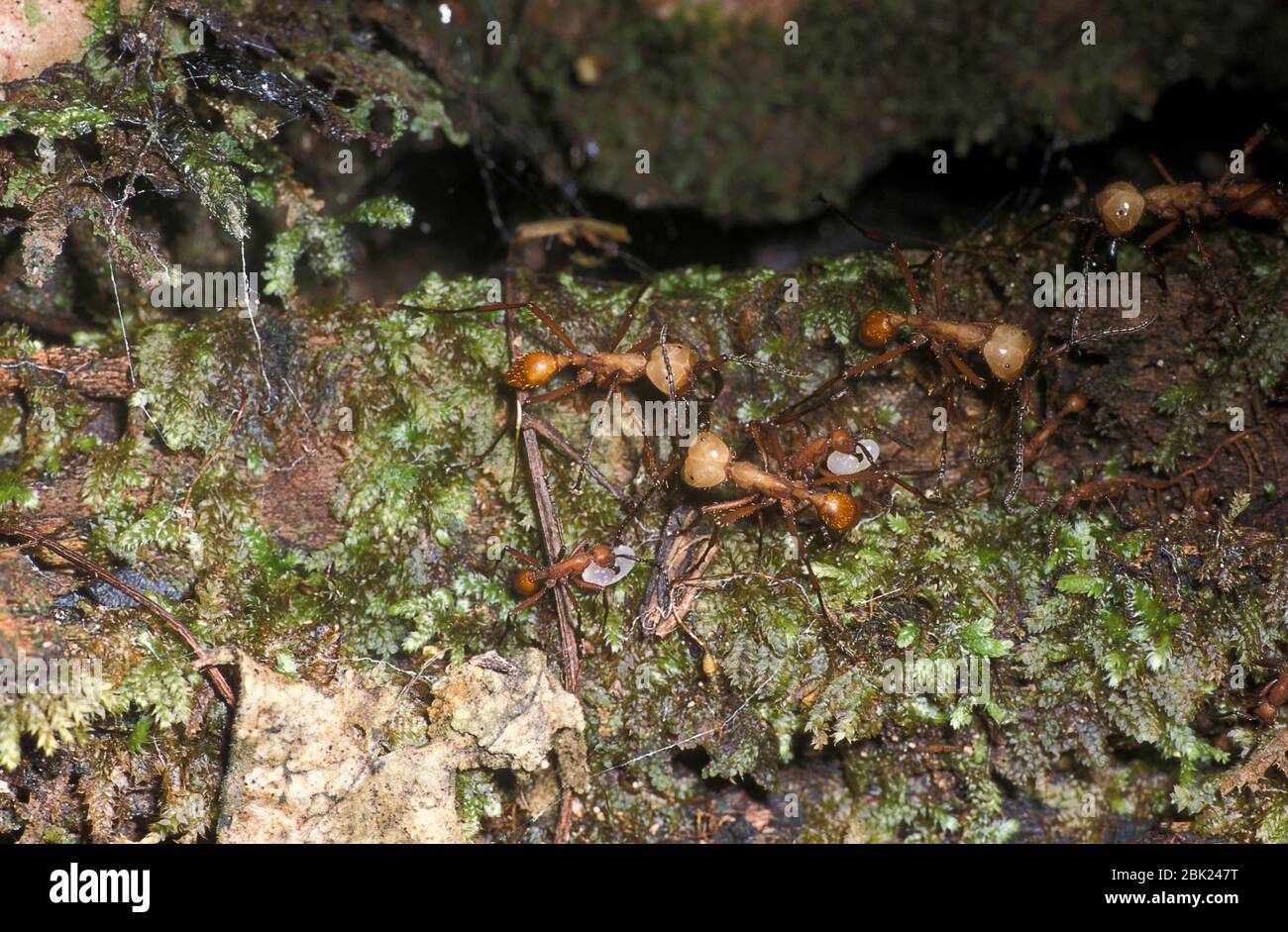 Army Ants, Eciton burchelli, Belize, showing Soldiers and workers on ...