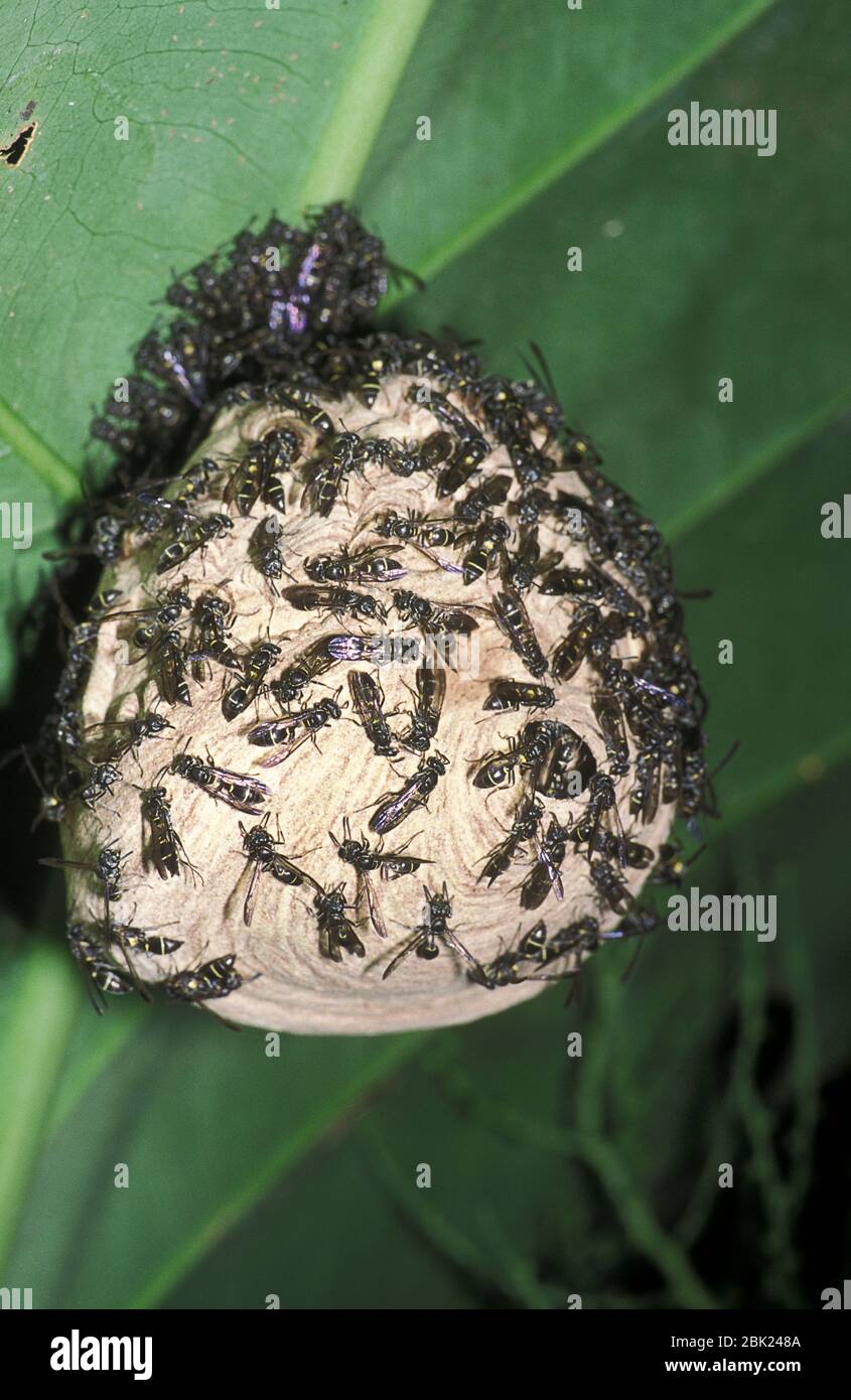 Stingless Wasps Nest, Apidae, Belize, underneath leaf in rainforest ...