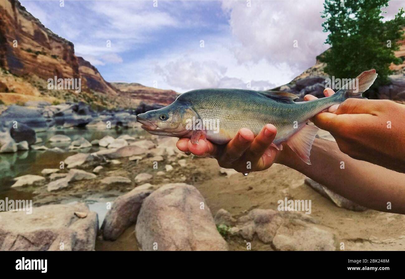 Humpback chub hi-res stock photography and images - Alamy