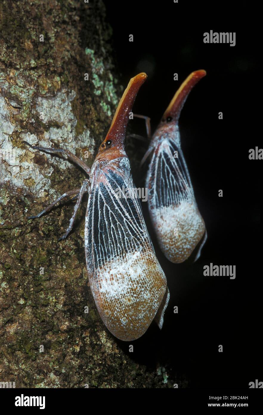 Lantern Bug, Pyrops Sultana, Sabah, Borneo, pair together on tree trunk ...