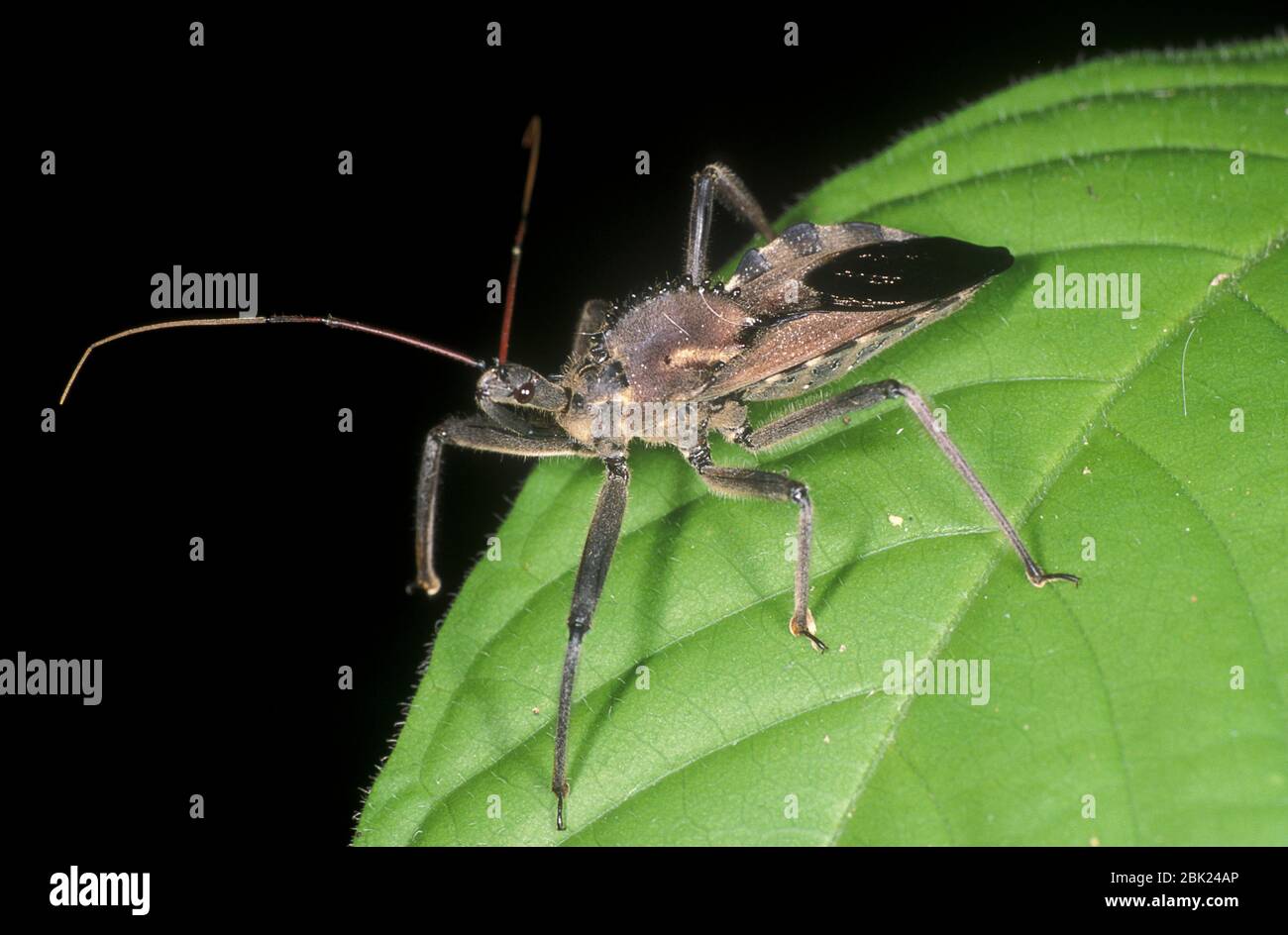 Leaf Bug, Hemiptera sp., on leaf with long antennae, Belize Stock Photo ...