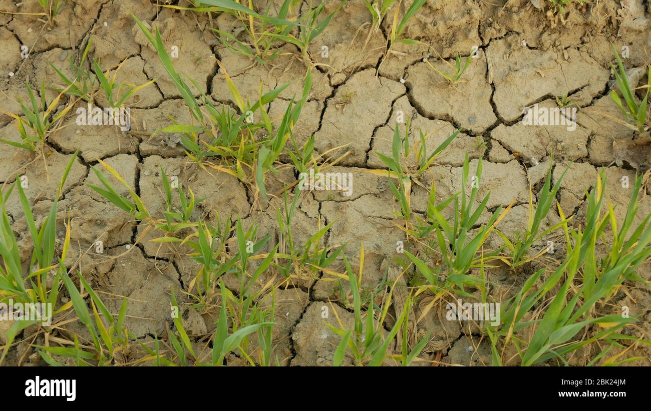 Very drought dry field land with wheat Triticum aestivum, drying up the ...