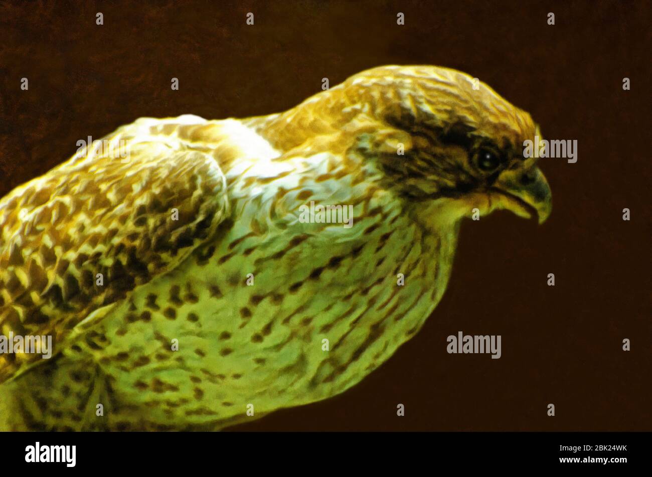 Falco rusticolus illustration hi-res stock photography and images - Alamy