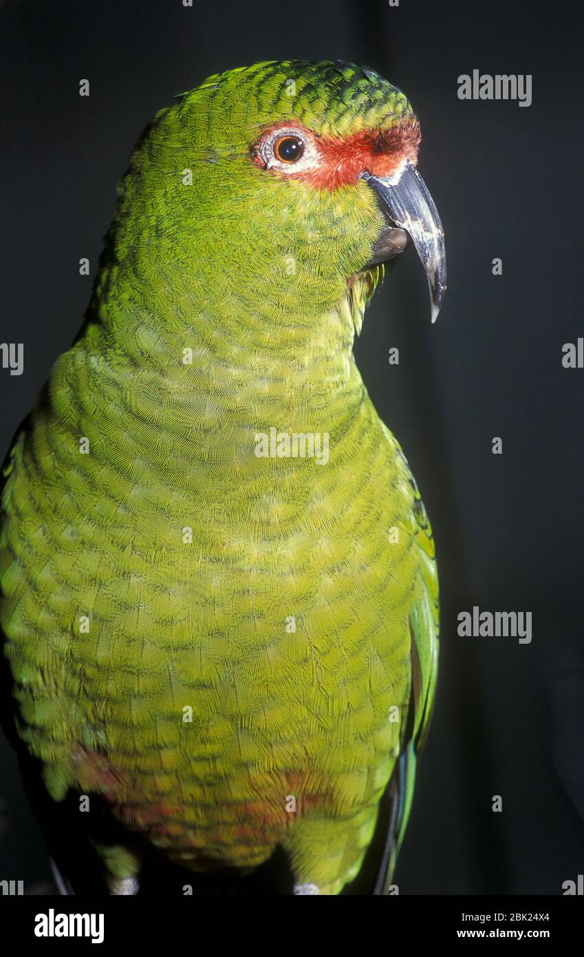 Slender Billed Parakeet or Long Billed Parakeet, Enicognathus ...