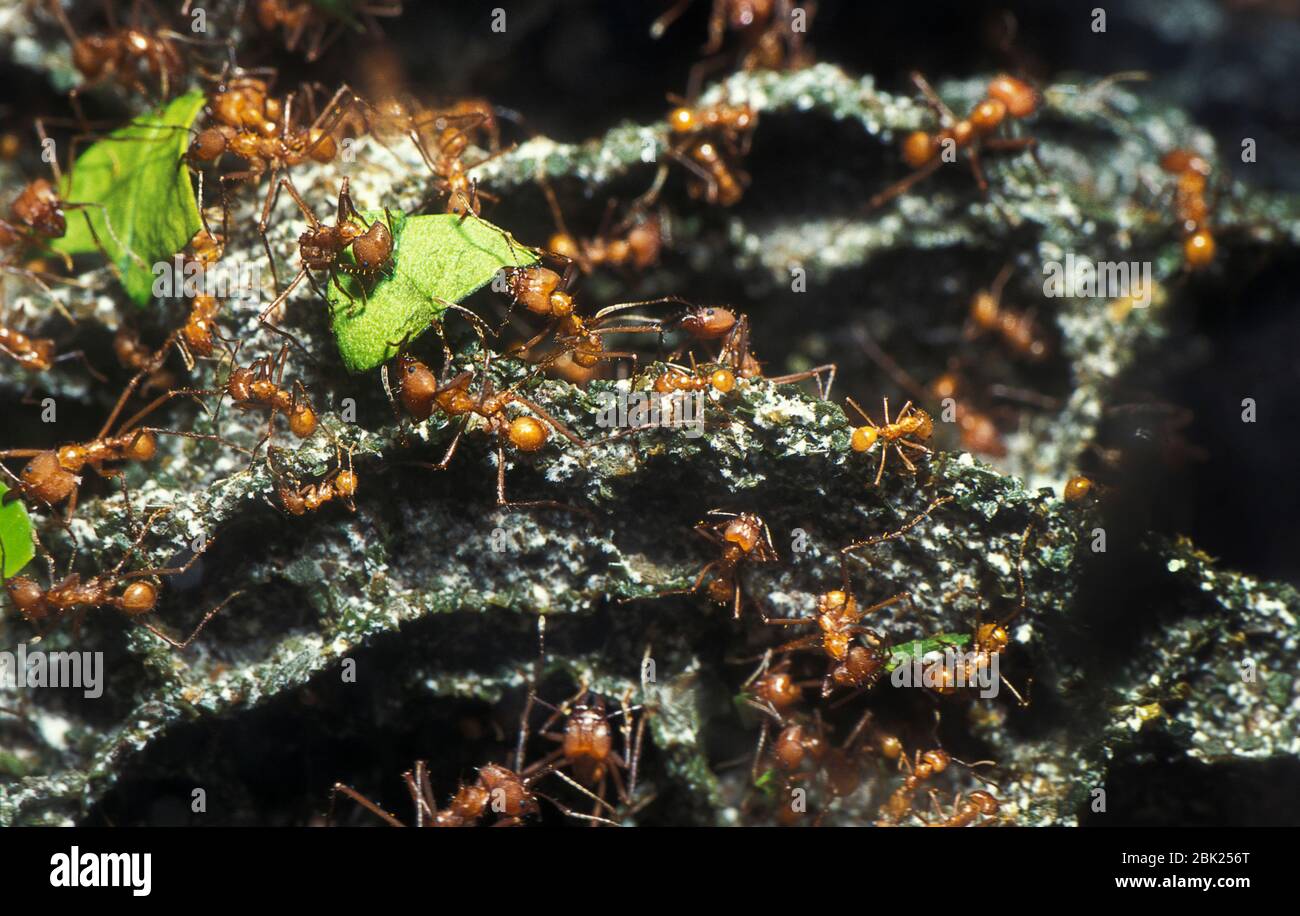 Leaf Cutter Ants nest, Atta cephalotes, close up showing colony Stock ...